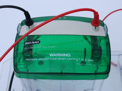 Bio-Rad Mini Protean Tetra System - Richmond Scientific